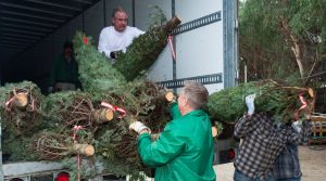 Frosty’s Forest Christmas Tree Farm – Green Landscape Nursery SCV